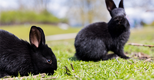 Keeping a safe distance from Jericho’s feral rabbits | City of Vancouver