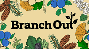 Branch Out: Park Board gives away 250 trees to increase canopy | City ...