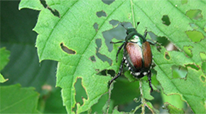 Invasive beetle treatment set to resume this week | City of Vancouver