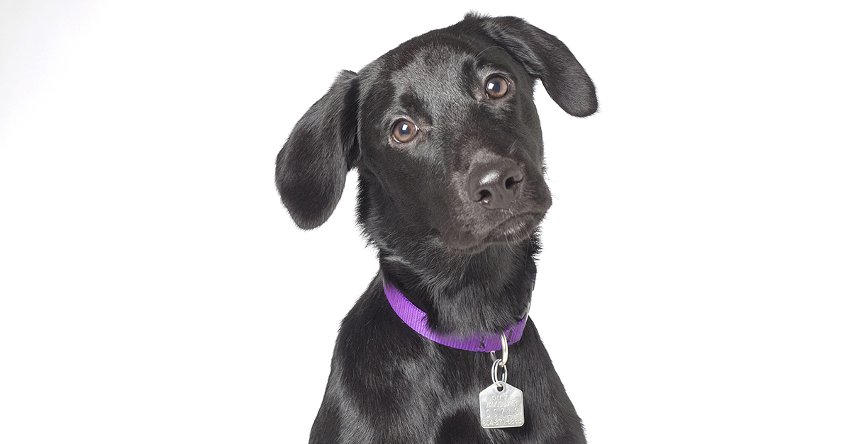 Buy Or Manage A Dog Licence Of Vancouver