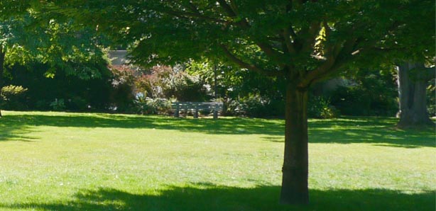 Get A Tree Removal Permit Of Vancouver