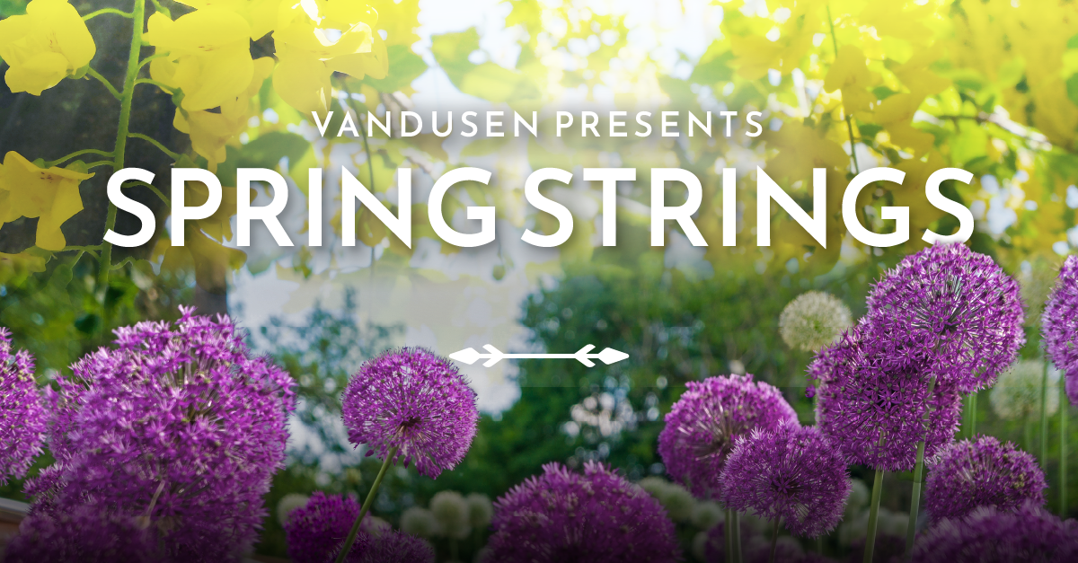 VanDusen brings back ‘Bridgerton’ with a contemporary cello performance ...