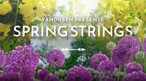 VanDusen brings back ‘Bridgerton’ with a contemporary cello performance ...